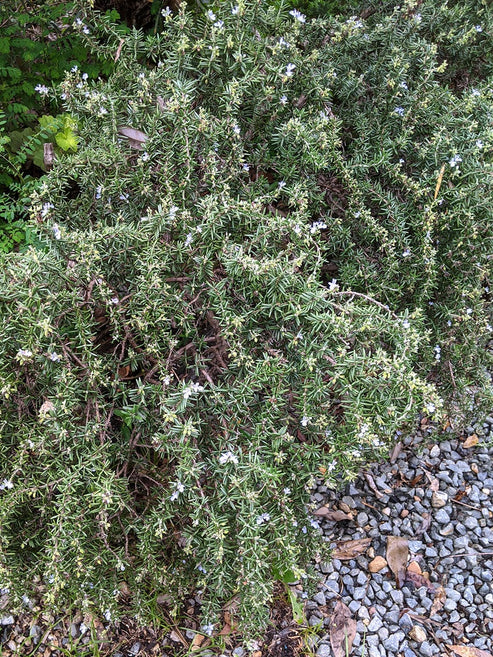 Organic Huntington Carpet Rosemary Plant - Mudbrick Herb Cottage ...